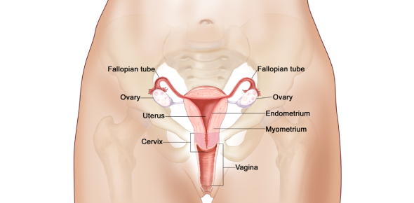 42 labeling reproductive system quiz